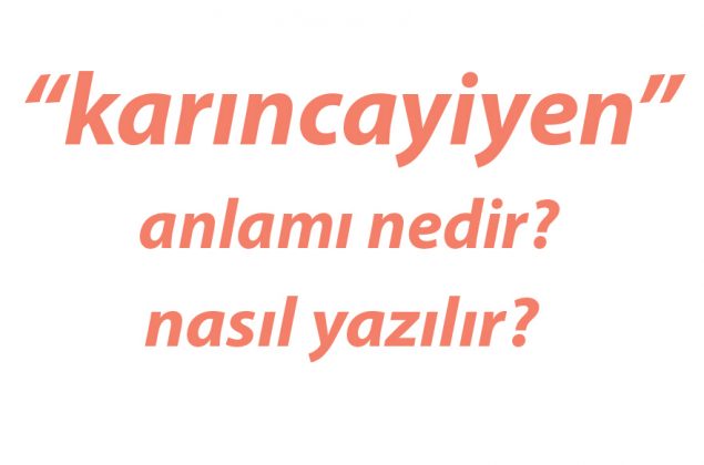 Karıncayiyen Nedir? Nasıl Yazılır? TDK. - Portturk.com